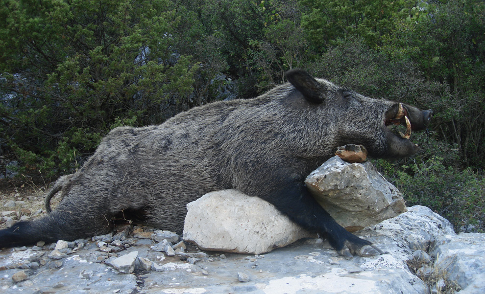 TURKEY- WILD BOAR | Turkish Frontier