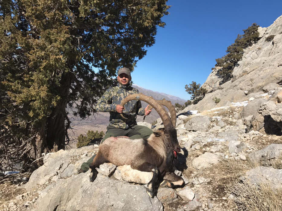TURKEY- BEZOAR IBEX | Turkish Frontier