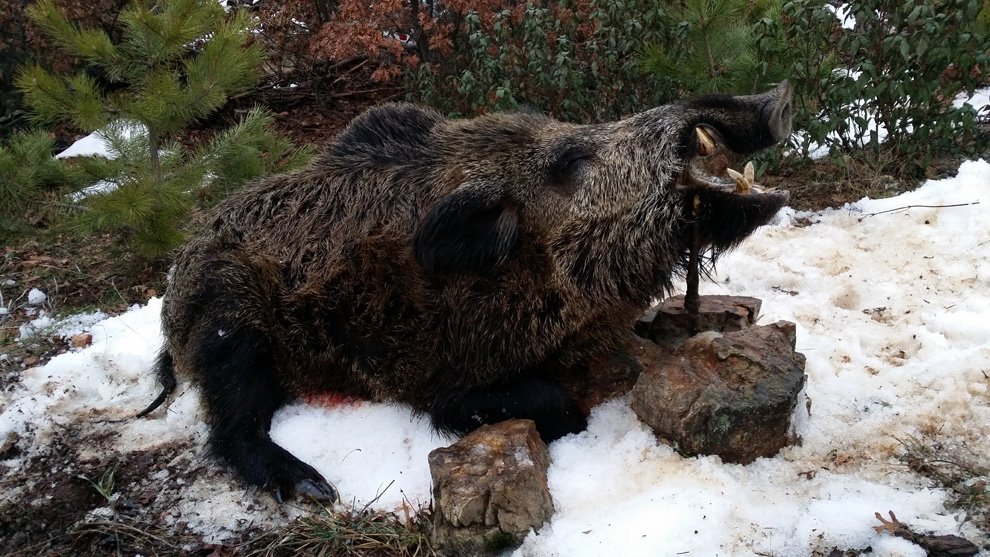 TURKEY- WILD BOAR | Turkish Frontier
