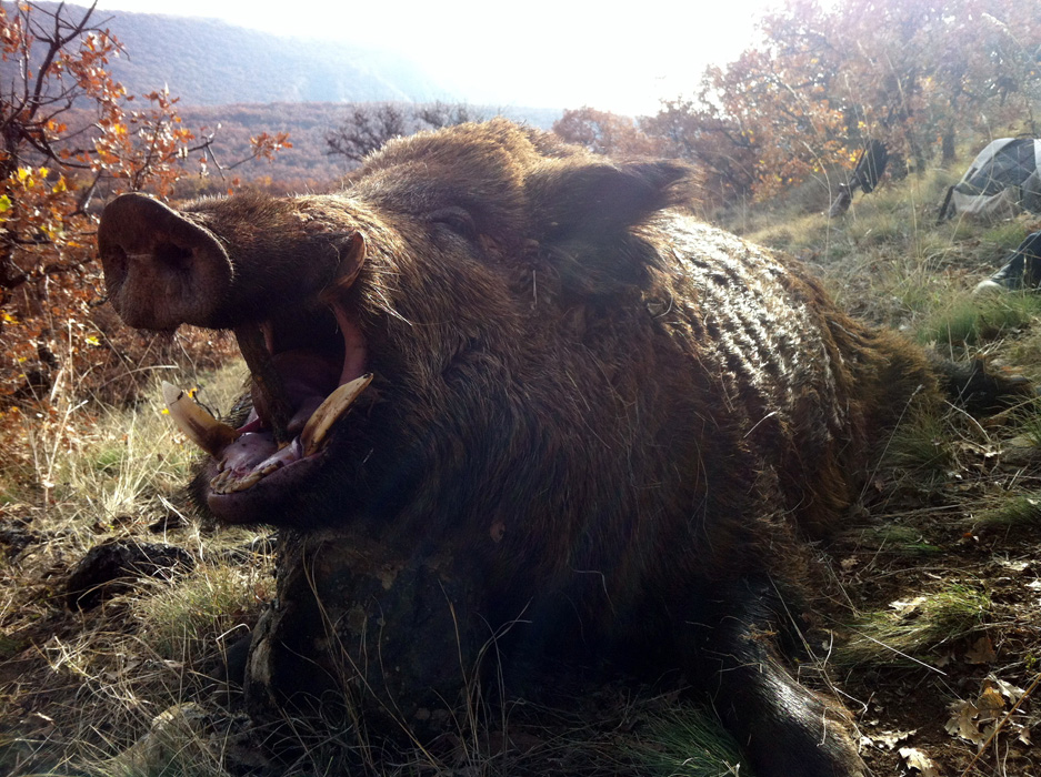 TURKEY- WILD BOAR | Turkish Frontier