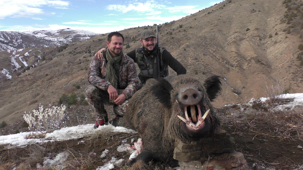 TURKEY- WILD BOAR | Turkish Frontier