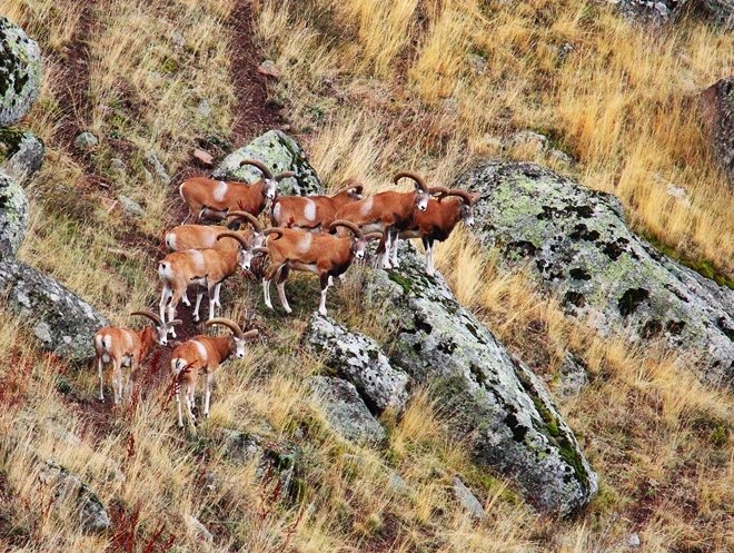 Hunting in Turkey | Turkish Frontier